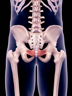 Pelvic Floor Physical Therapy – Buffalo Pelvic Health and Acupuncture ...